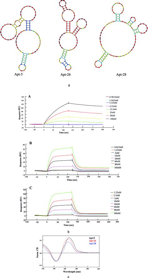 Characterization Of Aptamers A Structural Analysis Of The Aptamers Download Scientific