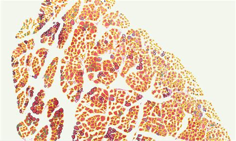 Eom Fiber Segmentation