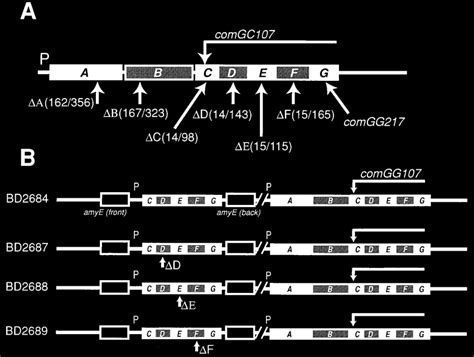 Genotypes Of Strains Used For The Complementation Experiments A The Download Scientific