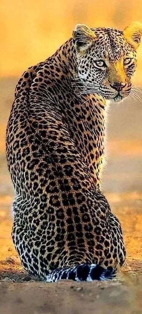 Descubra 900 Ideias De Felinos Nesta Pasta Do Pinterest Animais Selvagens Gatos Selvagens