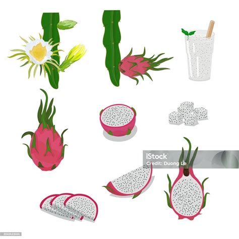 흰색 배경에 고립 된 화이트 드래곤 과일 평면 벡터의 집합 꽃 식물에 대한 스톡 벡터 아트 및 기타 이미지 꽃 식물 0명 25 센트 Istock