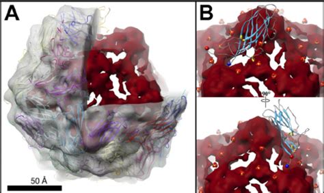 Subnanometer Resolution Cryo Em Image Reconstruction Of The Pcv2 N12