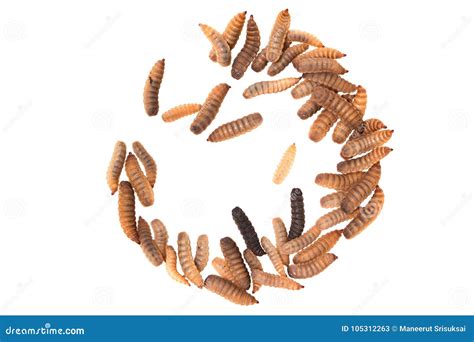 Black Soldier Fly Larvae Isolated On White Background Stock Image Image Of Larvae Field