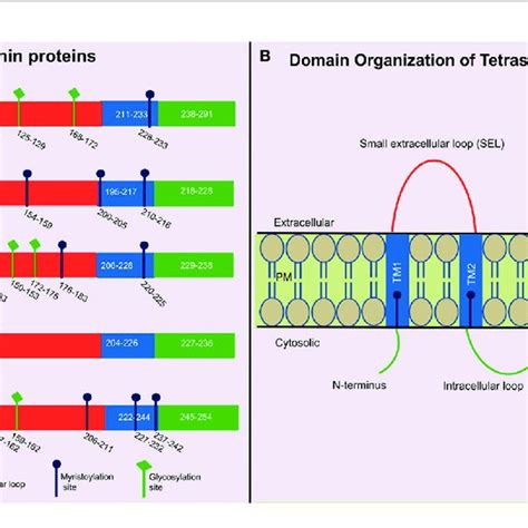 Tetraspanin Functions In Various Cellular Processes Download Scientific Diagram