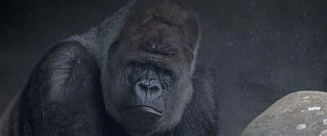 Download 3440x1440p Gorilla Tough Look Background