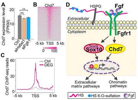 A Convergent Signaling Pathway Underlying The Ks Linked Genes A Download Scientific Diagram