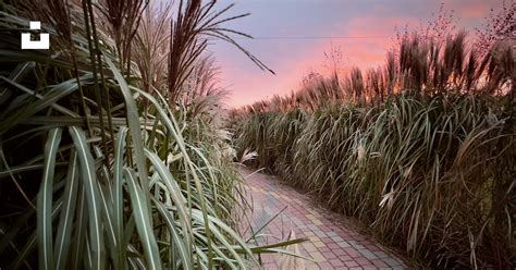 키 큰 풀과 벽돌 산책로 사이의 벽돌 길 사진 Unsplash의 무료 우크라이나 이미지