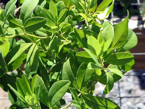 Baptisia Alba False Indigo Thin Pod White Wild Indigo White False