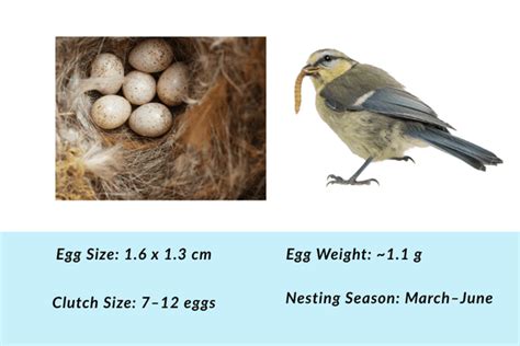 Bird Egg Size Surprising Facts That Will Amaze You Birds