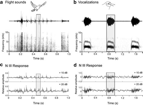 Averaged Niii Responses To Playbacks Of Bird Flight And Vocalizations