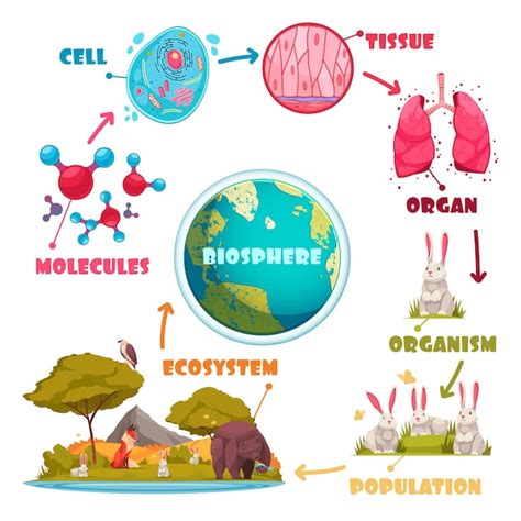 Biological Heirarchy 10th Grade Quiz Wayground