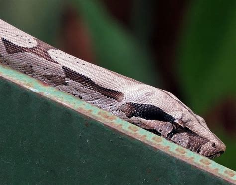 Quelle Est La Différence Entre Un Python Et Un Anaconda