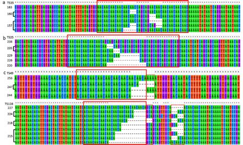 Three Cases Of The Allele Sequence Mutation Events Of Microsatellite Download Scientific