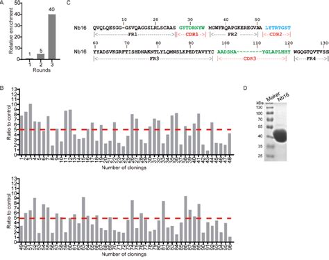 Fig S2 Phage Library Screening And Anti Pd L1 Nanobody Download
