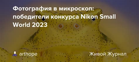 Фотография в микроскоп победители конкурса Nikon Small World 2023 Arthope — Livejournal