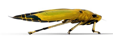 Black Tipped Leafhopper Flippednormals