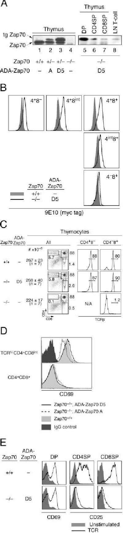 Figure 1 From Programs By Mhc Ii Signaled Thymocytes Reveals Activation
