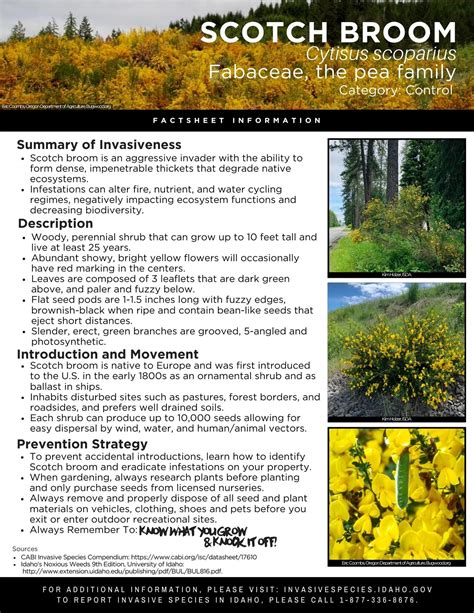 Scotch Broom Factsheet — Invasive Species Of Idaho