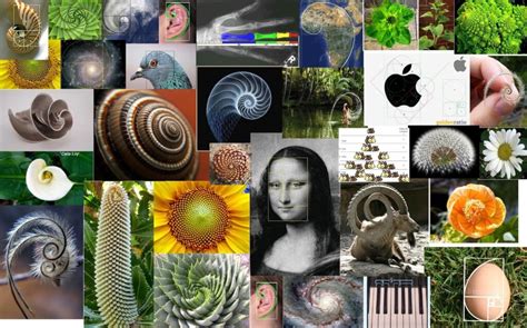 O Que é A Sequência De Fibonacci Eliel Lança