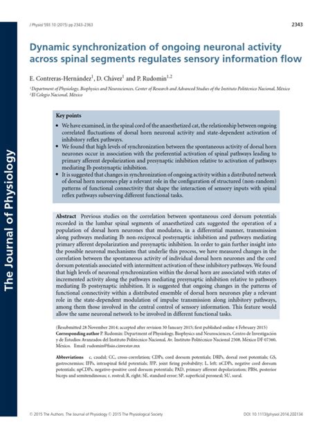 Dynamic Synchronization Of Ongoing Neuronal Activity Across Pdf Inhibitory Postsynaptic