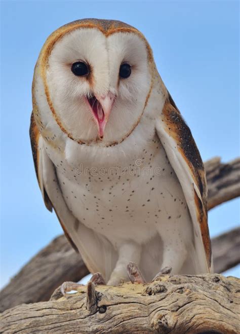 Smiling Barn Owl Face Stock Image Image Of Smilingbarnowl 155270215