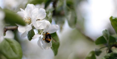 Clojurespec With Ring And Swagger Metosin