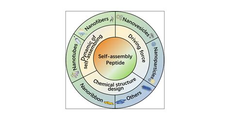 Self Assembled Peptide With Morphological Structure For Bioapplication Biomacromolecules