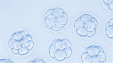 How Does Embryo Grading Work In Ivf Dandi Fertility