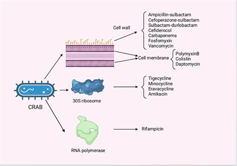 Acinetobacter Mrsa