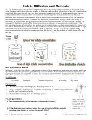 Answer Key Lab Diffusion And Osmosis Lab Diffusion And Osmosis The Cell Membrane Plays