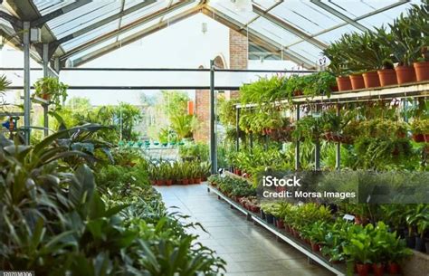 Plant Nursery At ₹ 250 Piece In Orai Id 2853389550748