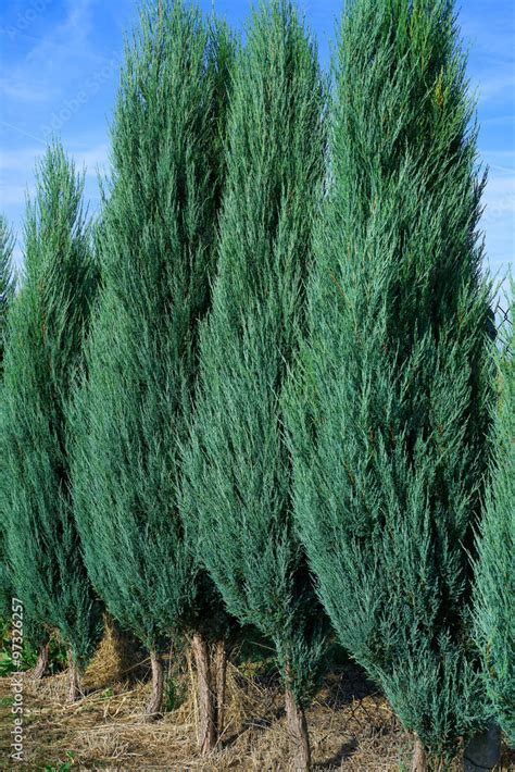 Blue Rocket Juniper