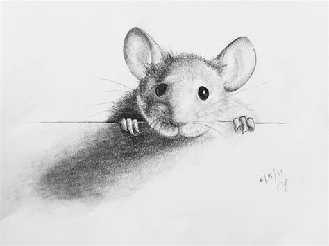 Cute Pencil Sketch Of A Mouse Comment Dessiner Une Souris Croquis De