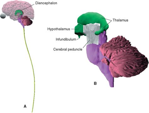 The Thalamus And Internal Capsule Getting To And From The Cerebral