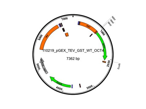 Addgene PGEX T WT OCT