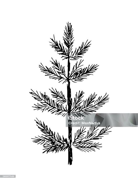 손으로 그린 벡터 잉크 도면 흰색 배경에 고립 된 소나무 자연의 요소 숲 수목원 나무에 대한 스톡 벡터 아트 및 기타 이미지