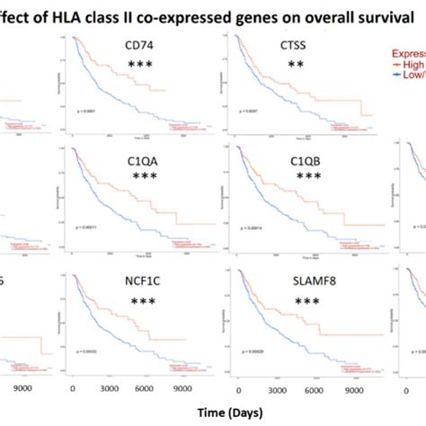 Schematic Summary Of The Effect Of Hla Class Ii Genes And Their