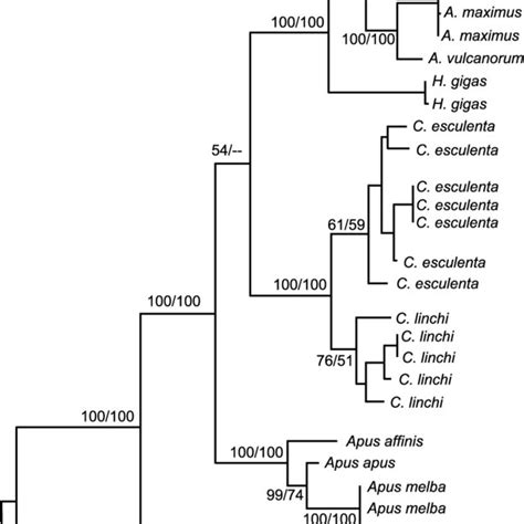 Combination Of Mp Consensus Mp Bootstrap Ml And Bayesian Trees Of