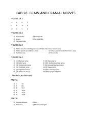 LAB 26 BRAIN AND CRANIAL NERVES Docx LAB 26 BRAIN AND CRANIAL NERVES FIGURE 26 1 12 4 6 7 1