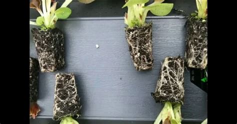 Microbial Inoculants Assignment Point