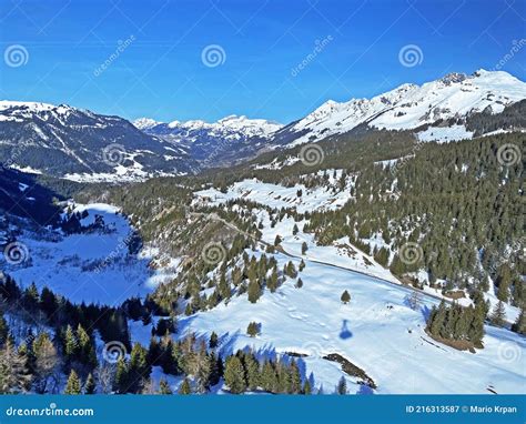 Spring Atmosphere In The Alpine Coniferous Forests And Among The Evergreen Trees On The Slopes