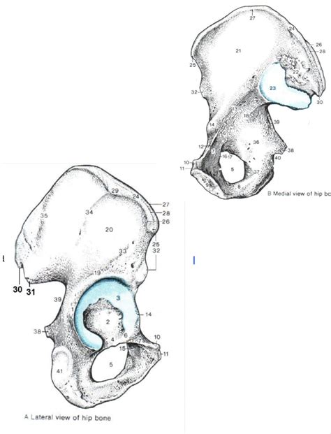 Hip Bone Diagram Quizlet