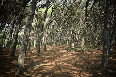 Broken Pine Tree Background Images Hd Pictures And Wallpaper For Free Download Pngtree