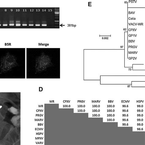 A Semi Nested Polymerase Chain Reaction Detection Of Vaccinia Virus Download Scientific