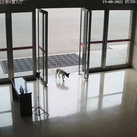 受伤小狗独自求救消防员赢得全网点赞 铁丝 大厅 小家伙