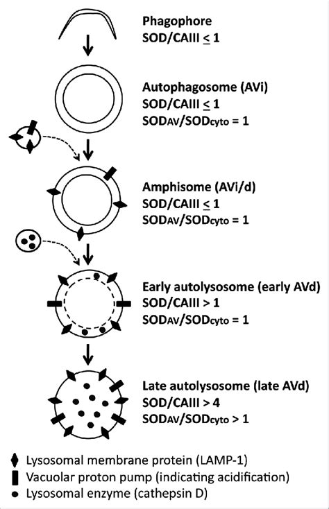 Schematic Representation Of The Steps In Macroautophagy The Drawing Is