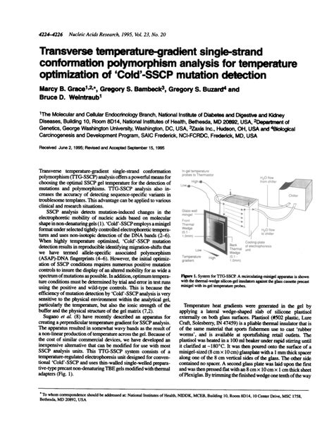Pdf Transverse Temperature Gradient Single Strand Conformation