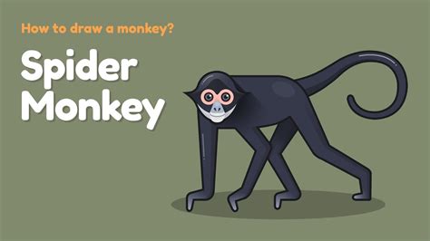 How To Draw Spider Monkey Forcesurgery24