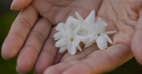 8 Reasons Why Jasmine Flower Not Blooming