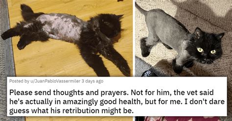 Cats Who Went To The Vet To Get Shaved Plus Their Owners Who Hissterically Fear The Consequences